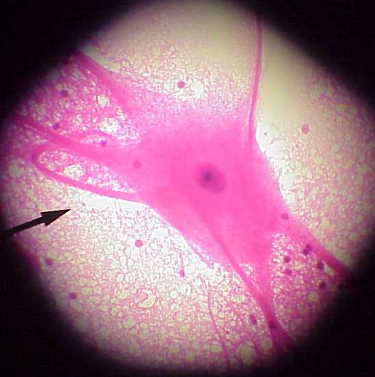 Nervous Tissue Slide 400x