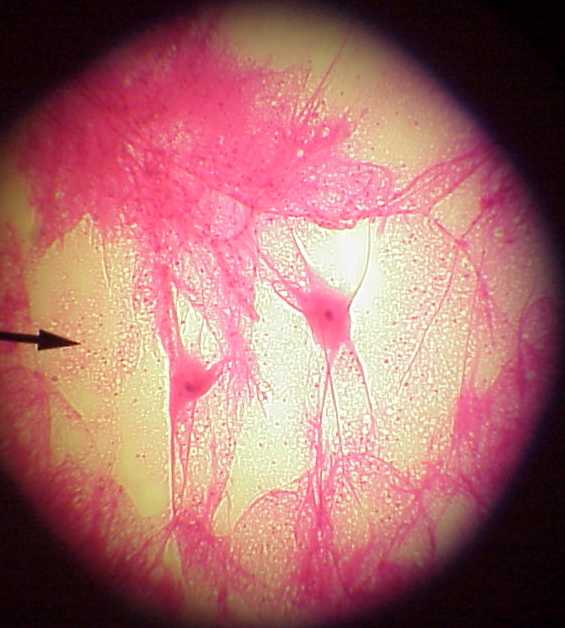 Nervous Tissue Slide 400x