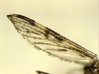 امراض استوائية