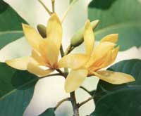 สวนไม้ดอกไม้หอมไทย