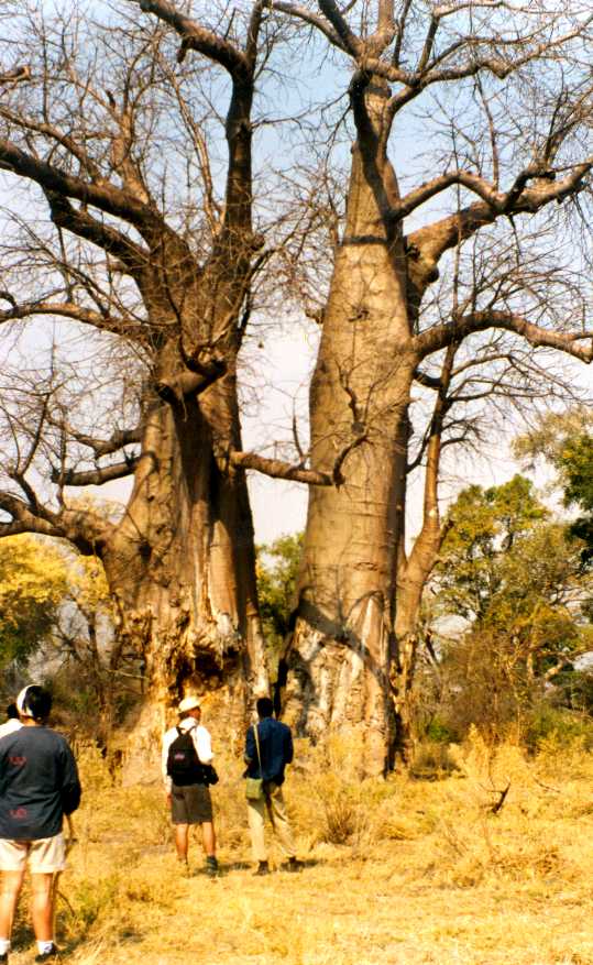 Mogwana Dance Troupe