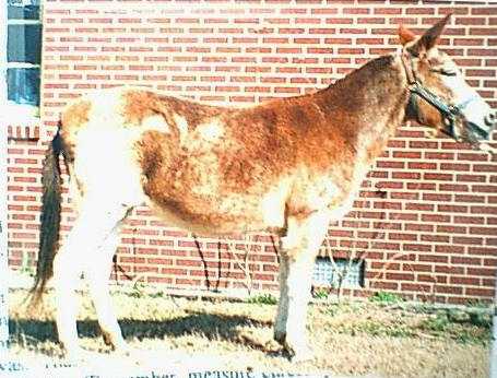 Donkey/Horse Hybrids