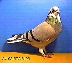 Web Catalog of Morris Gordon Pigeons