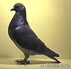 Web Catalog of Morris Gordon Pigeons