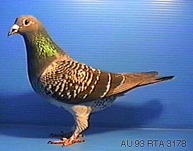 Web Catalog of Morris Gordon Pigeons - P2
