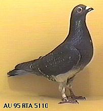Web Catalog of Morris Gordon Pigeons - P6