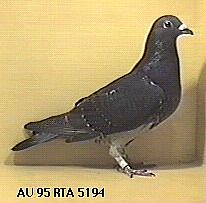 Web Catalog of Morris Gordon Pigeons - P7