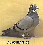Web Catalog of Morris Gordon Pigeons - P7