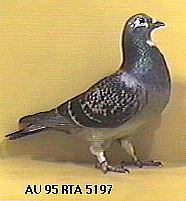 Web Catalog of Morris Gordon Pigeons - P7