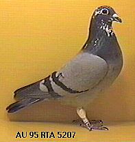 Web Catalog of Morris Gordon Pigeons - P8
