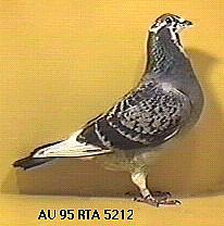 Web Catalog of Morris Gordon Pigeons - P8