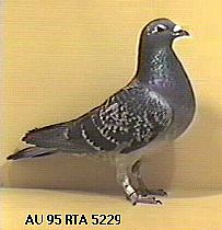 Web Catalog of Morris Gordon Pigeons - P9