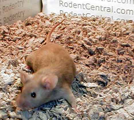 Understanding Mouse Colors