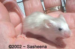 Understanding Mouse Colors