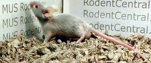 Understanding Mouse Colors