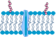 Index of /msandrewsbiology/biology