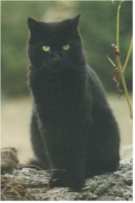 Mohawk Valley Cat Fanciers - Breed Gallery - Domestic (non-pedigreed)