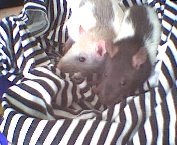 index [www.geocities.ws]