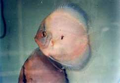 Ghost at MyDiscus Fish!