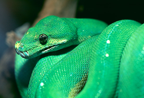 Malaysia Herpetological Club
