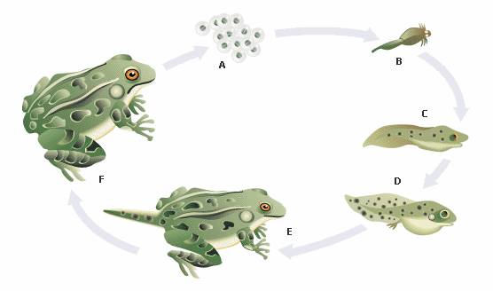Bullfrog Tadpole Stages
