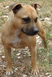 Mystykal Kennels ~ Goddesses