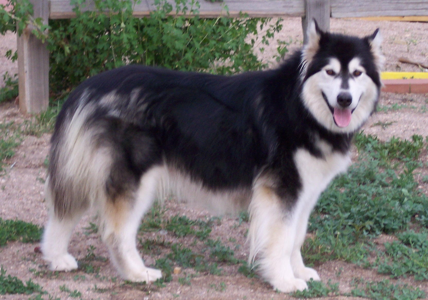 Mythic Alaskan Malamutes, Colorado breeder of exceptional quality ...