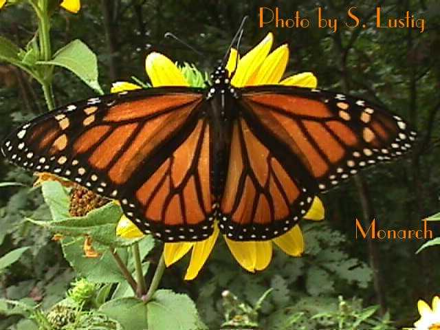 Monarch_butterfly_research