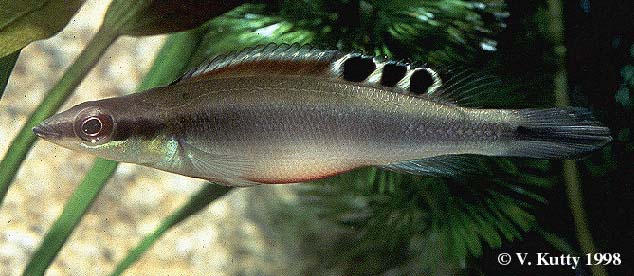 Mostly Cichlids - Dwarf Pike Cichlids