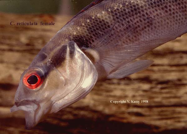 Mostly Cichlids - Crenicichla reticulata