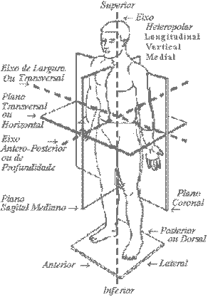 THERAPEIA TRADITIONALE - Nomenclatura Anatómica Básica