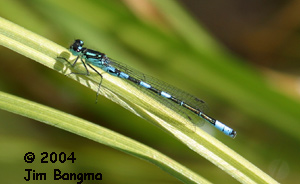 Ischnura damula - Plains Forktail