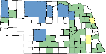 Enallagma antennatum - Rainbow Bluet