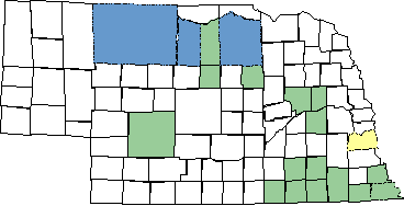 Enallagma exsulans - Stream Bluet