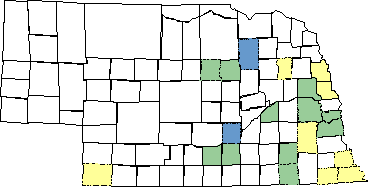 Enallagma geminatum - Skimming Bluet