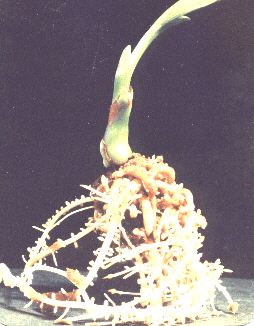 Coconut Embryo Culture