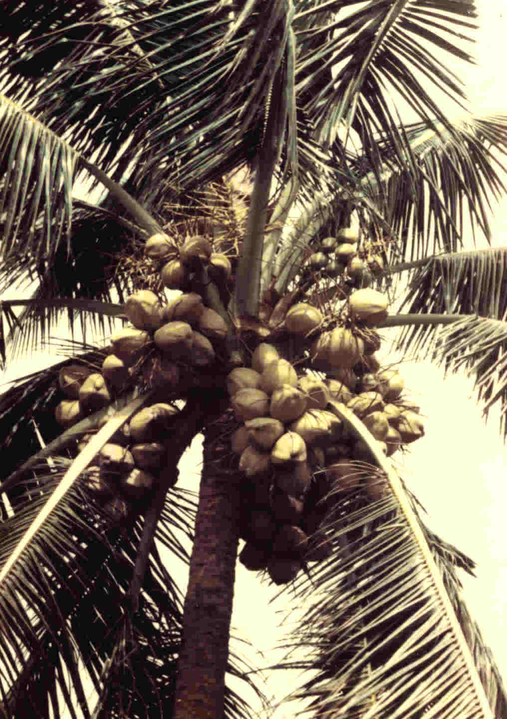 Cloning Coconut Plant