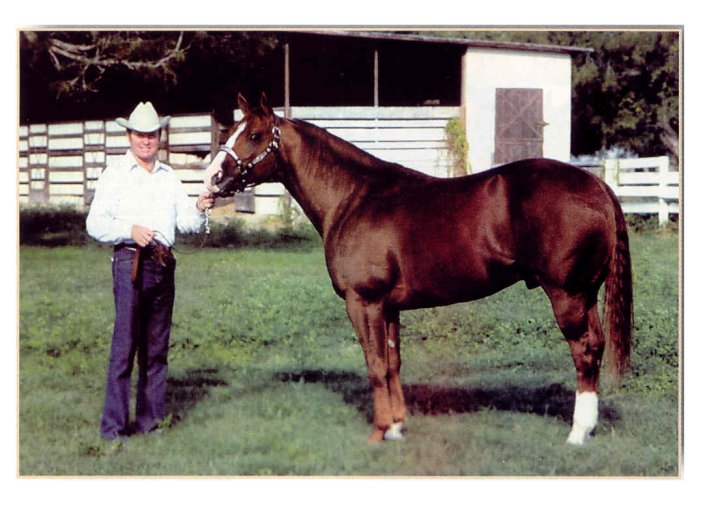 Peppy San Badger - Alchetron, The Free Social Encyclopedia