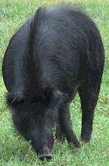 State of Hawaii Big Game Mammals