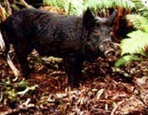 State of Hawaii Big Game Mammals