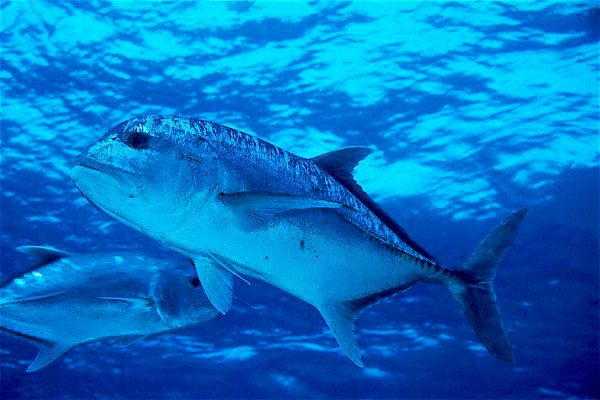 Hawaiian Shore Fishing
