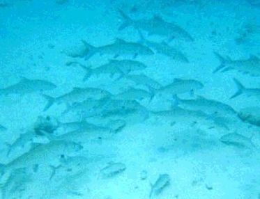 Hawaiian Shore Fishing