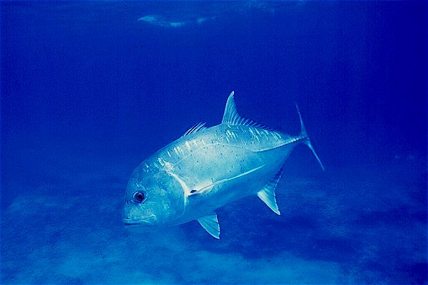 Slide-Bait Ulua Fishing