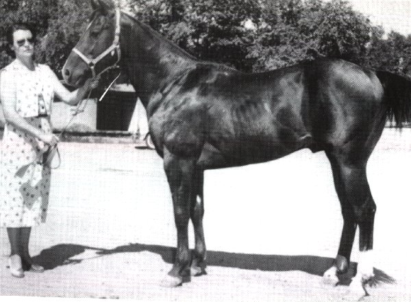 EASTER KING - AQHA #40,406 1951 sorrel stallion. "Easter King" was ...