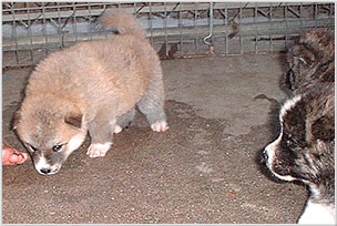 Shukan_Japanese_Akitas