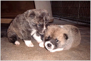 Shukan_Japanese_Akitas