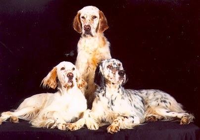 index [www.geocities.ws]