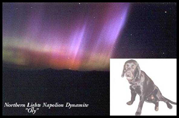 Pedigree for Northern Lights Napoleon Dynamite