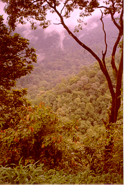 Sabarimala Home Page