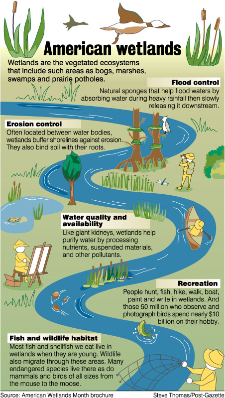 This graphic shows how important wetlands are to the environment: